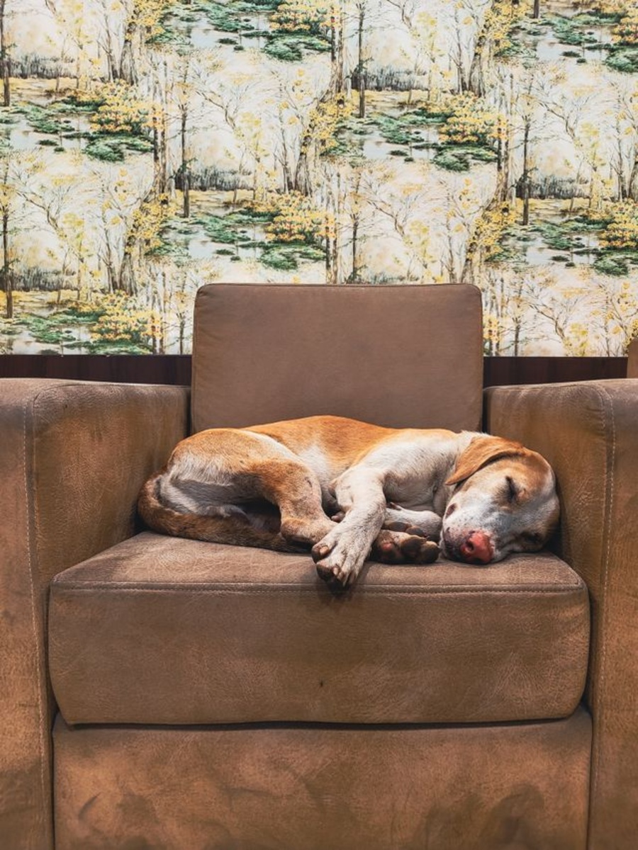 What to Look for in a Safe and Reliable Dog Boarding Service - Blog